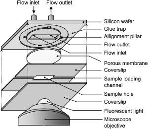 Transient rheology of solvent-responsive complex fluids by integrating ...