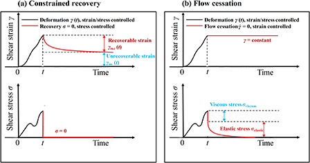 Revisiting the basis of transient rheological material functions ...