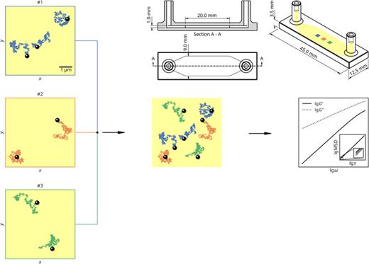Understanding the complex rheology of human blood plasma | Journal of ...