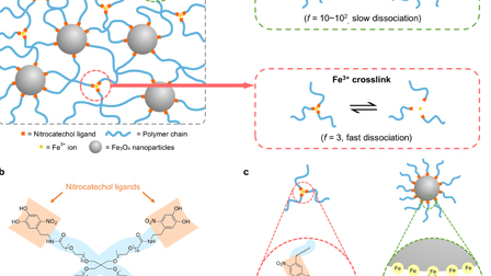 Dynamics of dual-junction-functionality associative polymer networks ...