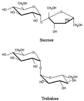 Viscosity of concentrated sucrose and trehalose aqueous solutions ...