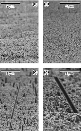 Morphological evolution of Al whiskers grown by high temperature ...