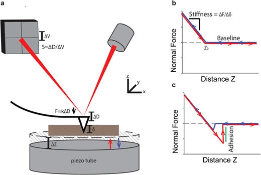 Some considerations in nanoindentation measurement and analysis by ...