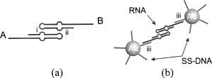 Gold nanoparticle wires made using RNA-based self-assembly | Journal of ...