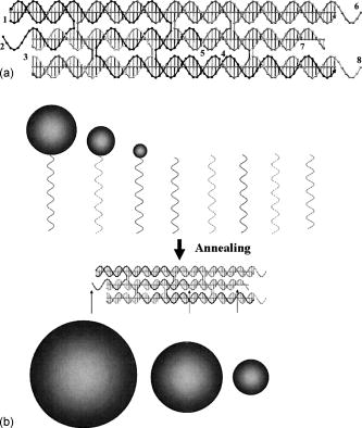 DNA directed assembly of nanoparticle linear structure for ...