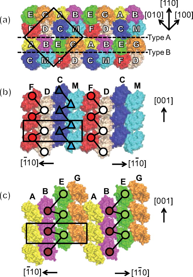 Molecular resolution investigation of tetragonal lysozyme (110) face in ...