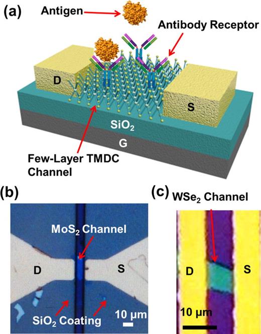 Fabrication and comparison of MoS2 and WSe2 field-effect transistor ...