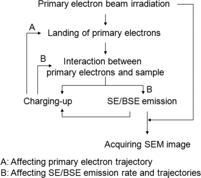 Modeling of local dielectric charging induced by line scan during SEM ...