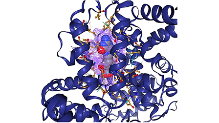 Model study of the protein-ligand binding in the development of ...