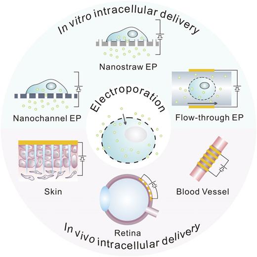Recent electroporation-based systems for intracellular molecule ...