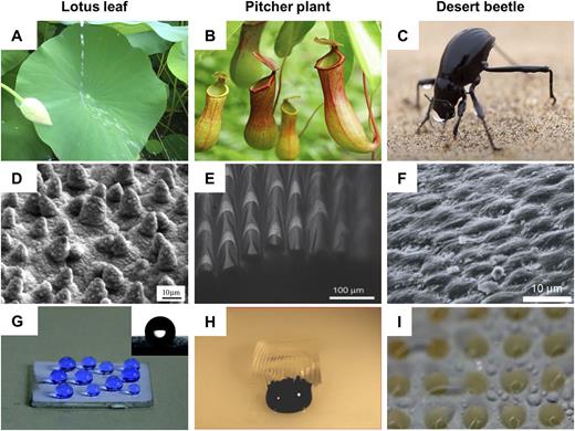 Superhydrophilic–superhydrophobic patterned surfaces: From simplified ...