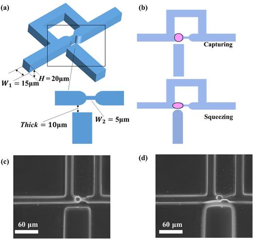 Tunable microfluidic chip for single-cell deformation study ...