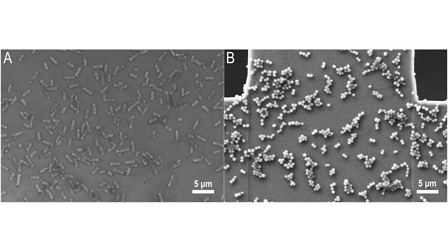 Nanomotion of bacteria to determine metabolic profile | Nanotechnology and Precision Engineering ...
