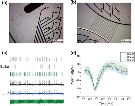 Simulation and fabrication of in vitro microfluidic microelectrode ...