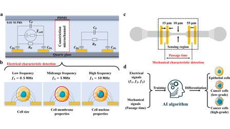 Impedance flow cytometry empowered by ConvNet algorithm to ...