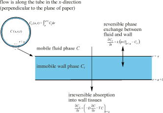 Convective diffusion in steady flow through a tube with a retentive and ...