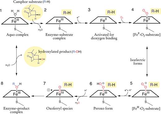 Time-Resolved Macromolecular Crystallography | Physics Today | AIP Publishing