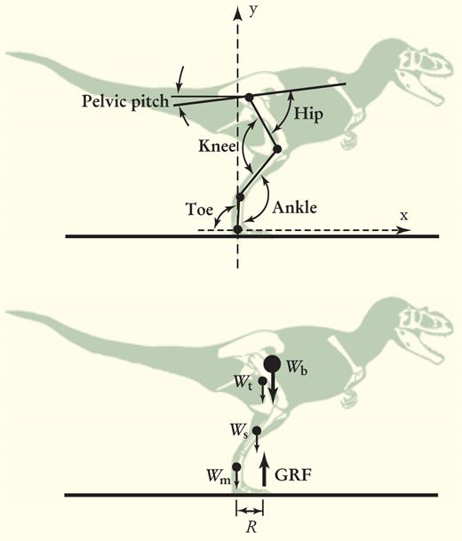How Fast Could Tyrannosaurus rex Run? | Physics Today | AIP Publishing