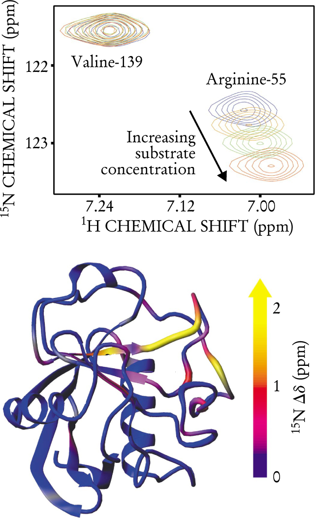 Nuclear Magnetic Resonance Spotlights Atomic Actors in Enzyme Dynamics ...