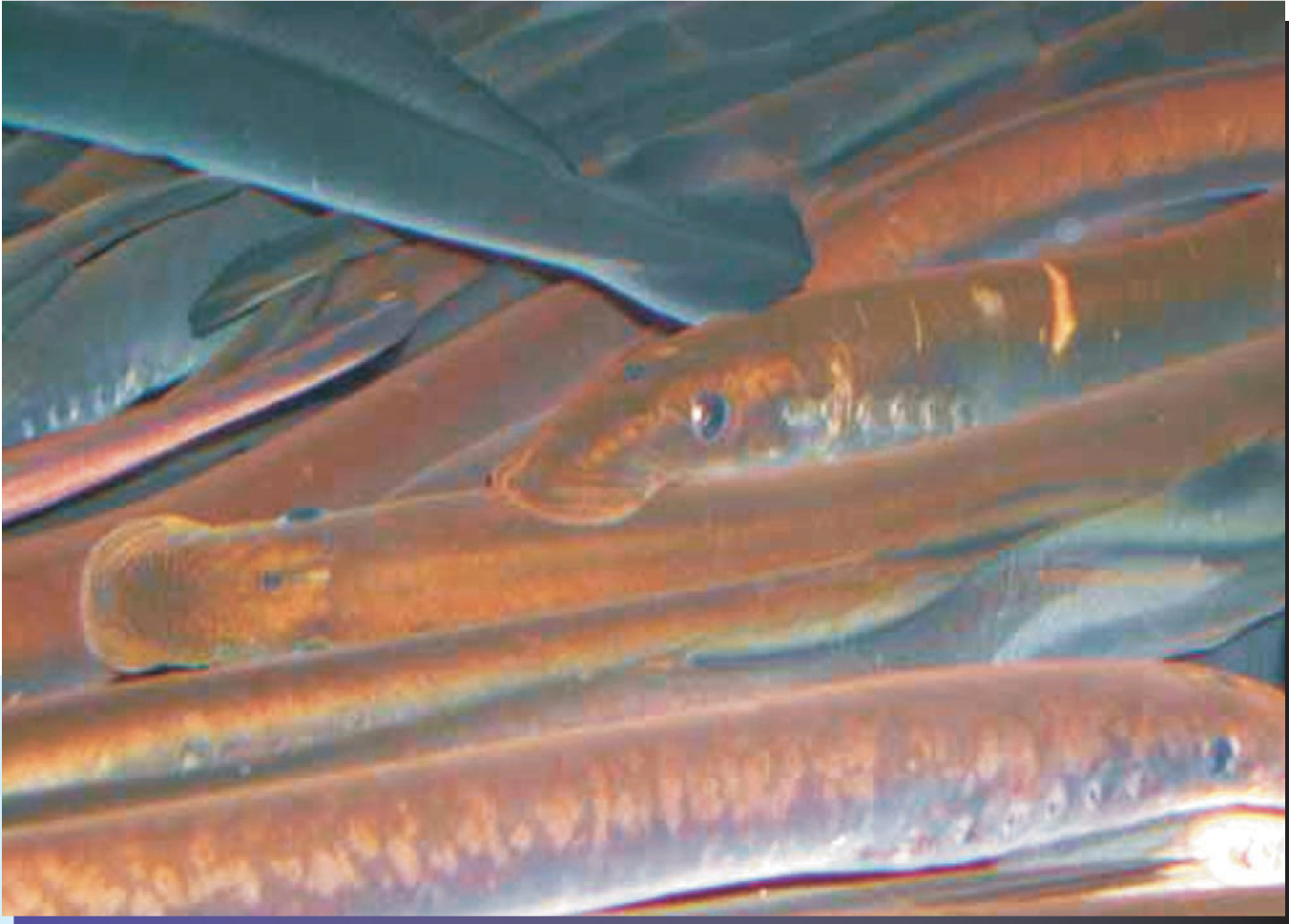 Lampreys Rely on a Molecular Switch to Detect UV Light | Physics Today ...