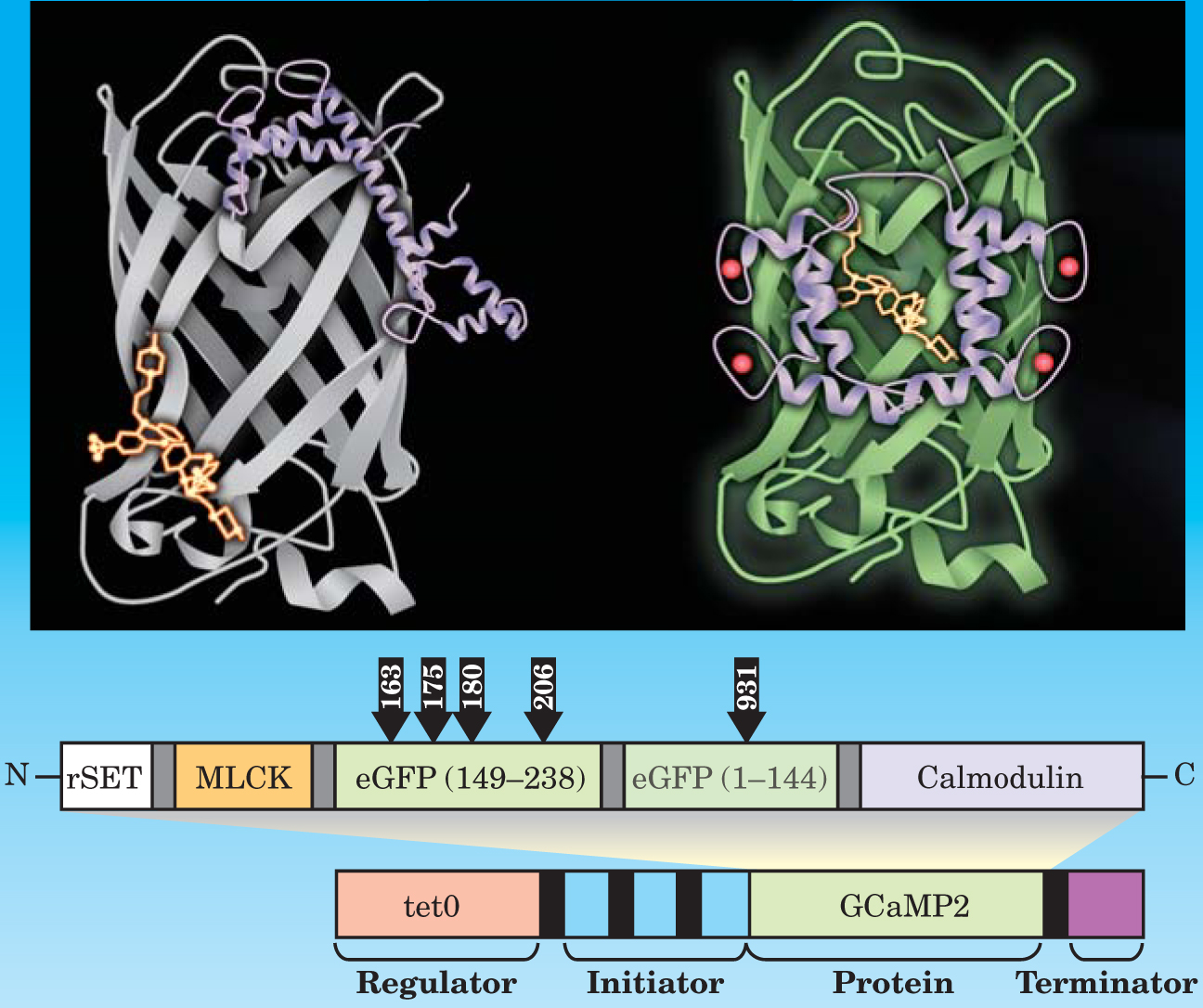 Genetically engineered fluorescent protein lights up the course of ...