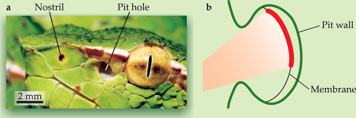 Neural-network model may explain the surprisingly good infrared vision ...