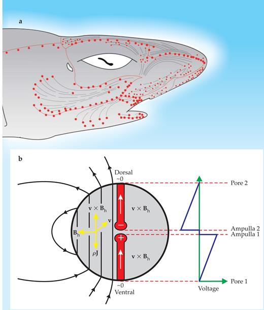 Magnetoreception in animals | Physics Today | AIP Publishing