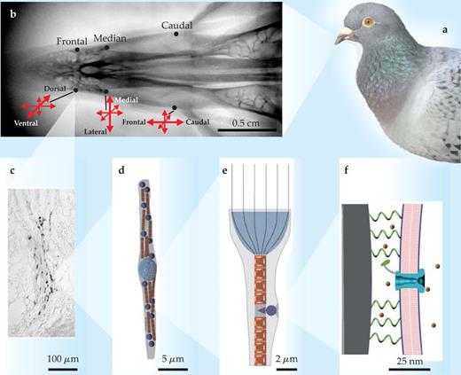 Magnetoreception in animals | Physics Today | AIP Publishing