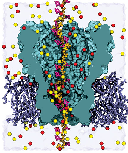 Nanopore DNA sequencing inches closer to commercial debut | Physics ...