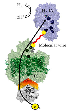 Tethered proteins speed up photosynthetic electron transfer | Physics ...