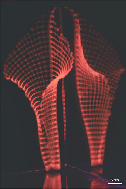 Printed shape-shifting materials mimic biological structures | Physics ...