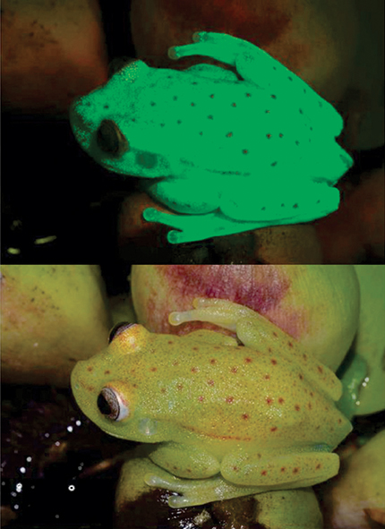 Frog fluorescence | Physics Today | AIP Publishing