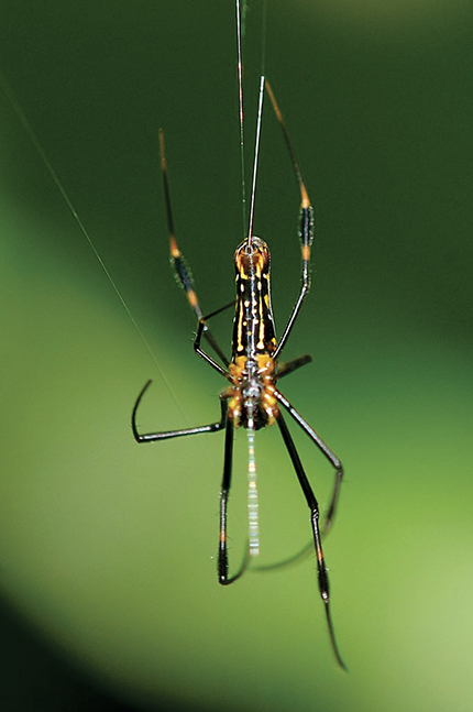 Spider dragline silk’s surprising twist | Physics Today | AIP Publishing