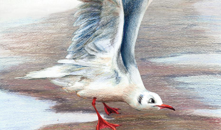 Sand and mucus: A toolbox for animal survival | Physics Today | AIP ...