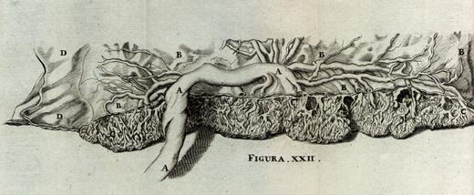 The complexities of the human placenta | Physics Today | AIP Publishing