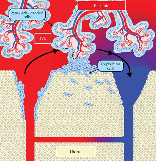 The complexities of the human placenta | Physics Today | AIP Publishing