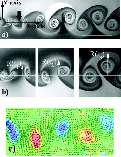 Universal wake structures of Kármán vortex streets in two-dimensional ...