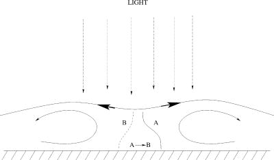 Photo-Marangoni convection in a thin liquid film | Physics of Fluids ...