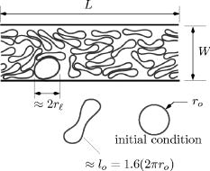 Leukocyte margination in a model microvessel | Physics of Fluids | AIP ...