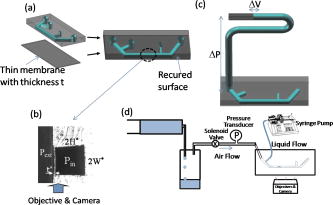 Liquid plug propagation in flexible microchannels: A small airway model ...