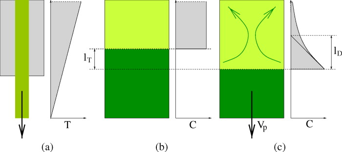 Transient convective instabilities in directional solidification ...