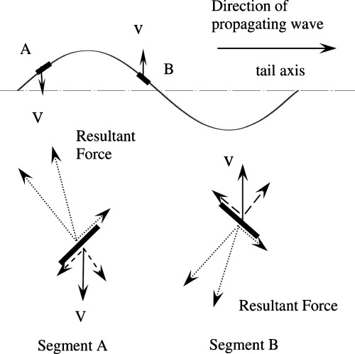 The action of waving cylindrical tails with noncircular cross-section ...