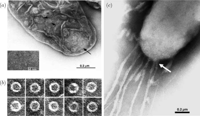 Jet propulsion without inertia | Physics of Fluids | AIP Publishing