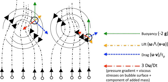 Preferential concentration and rise velocity reduction of bubbles ...