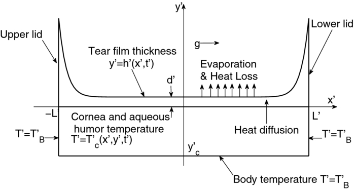 A model for the human tear film with heating from within the eye ...