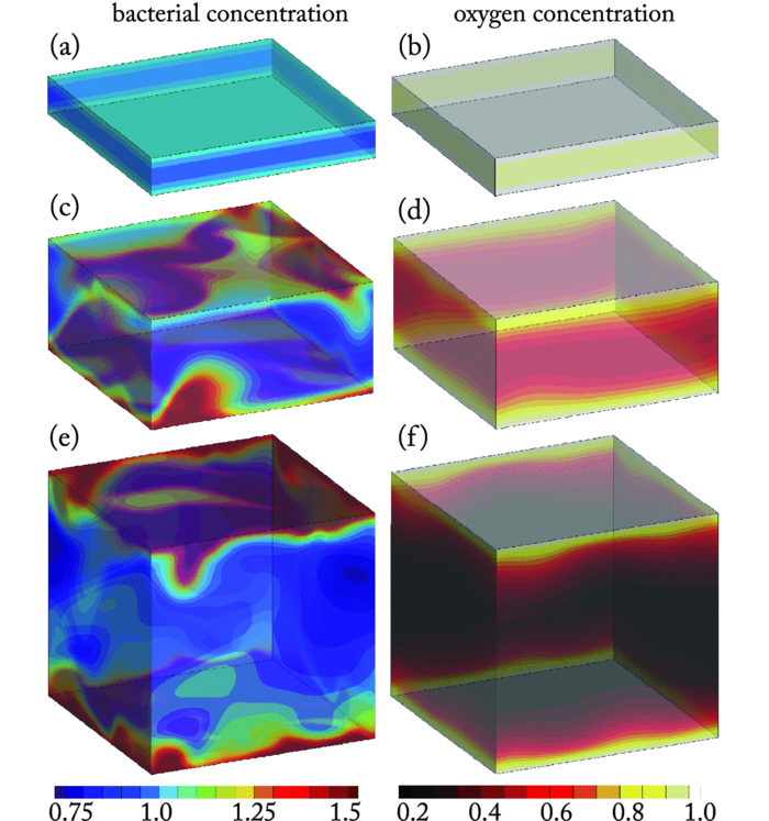Chaotic dynamics and oxygen transport in thin films of aerotactic ...