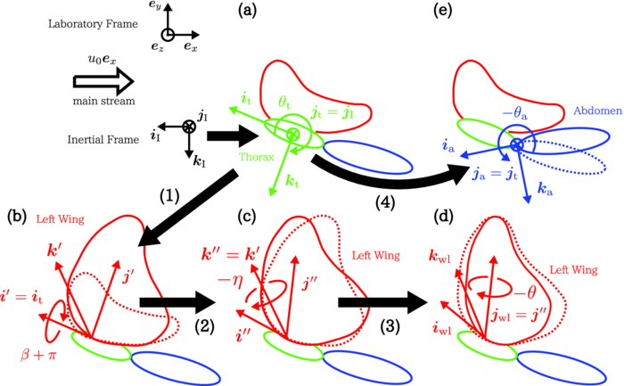 Aerodynamic forces and vortical structures in flapping butterfly's ...