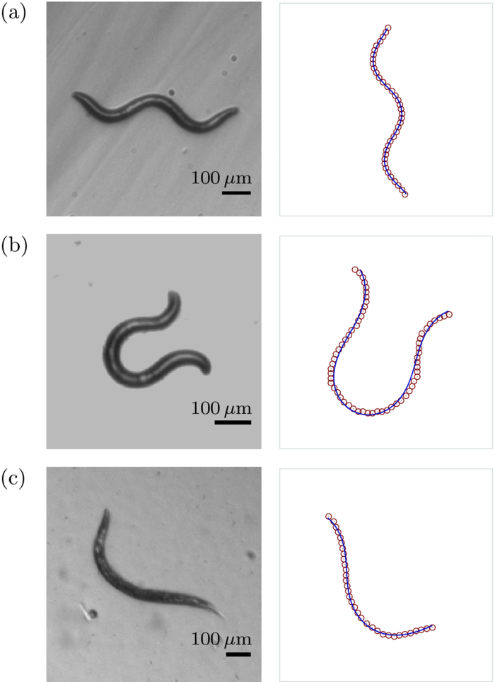 Nematode locomotion in unconfined and confined fluids | Physics of ...