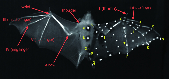 Straight-line climbing flight aerodynamics of a fruit bat | Physics of ...