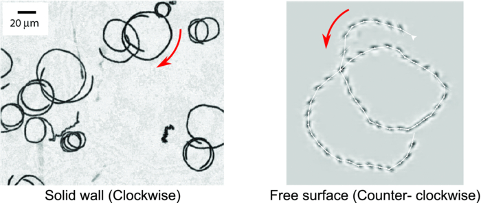 Dynamics of swimming bacteria at complex interfaces | Physics of Fluids ...